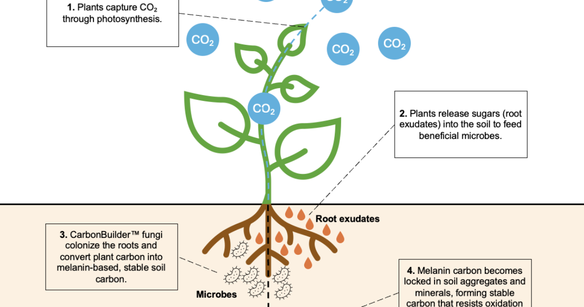 AIM2Flourish | Loam Bio: Capturing Carbon at Gigaton Scale with the…