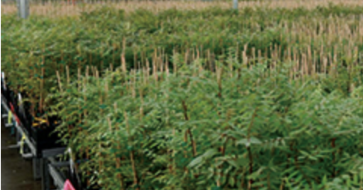 AIM2Flourish | Plentiful Pistachio Super Trees