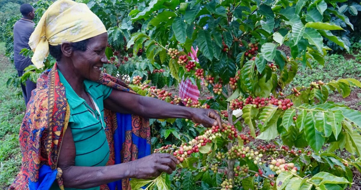 AIM2Flourish | Save the Forest With a Cup of Coffee