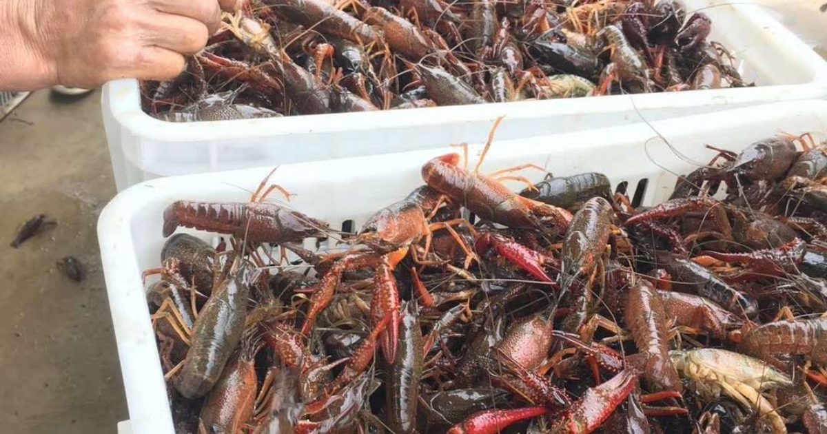 AIM2Flourish | Rice-Duck-Crayfish Co-culture Farming: An Agricultural…