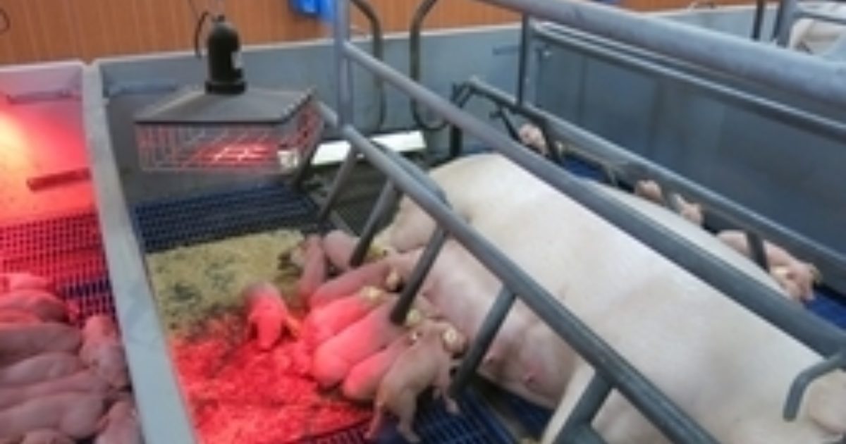 AIM2Flourish | Infrared Radiation to Heat and Save Energy